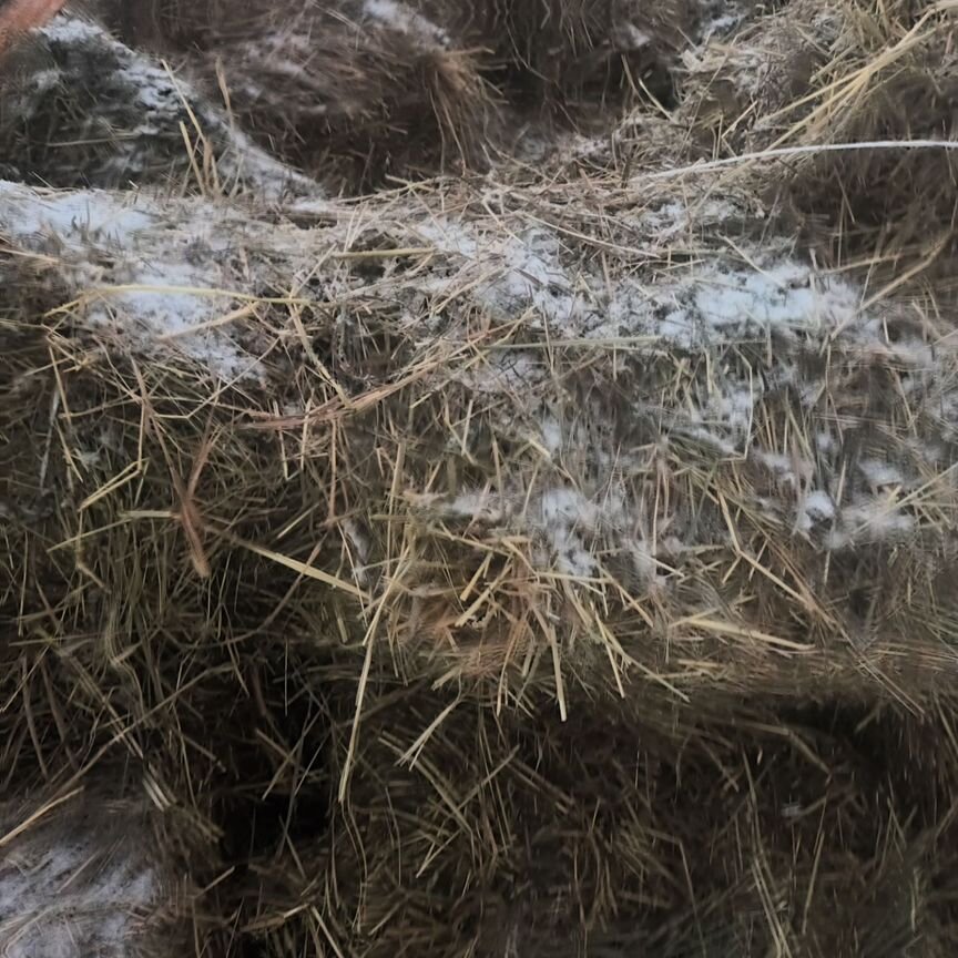 Сено в кипах волгоградская обл