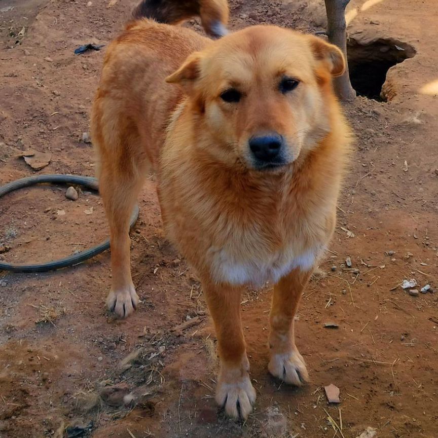 Взрослая собака в добрые руки