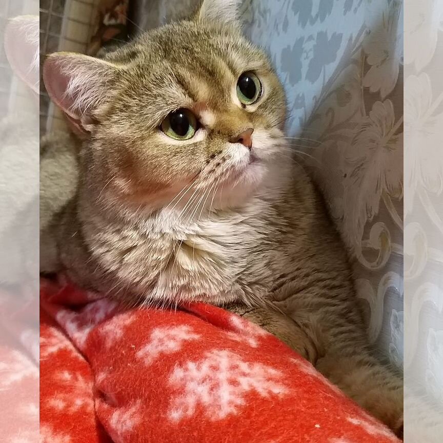 Шотландская шиншилла