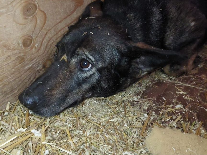 Жизнь Фени сплошной кошмар