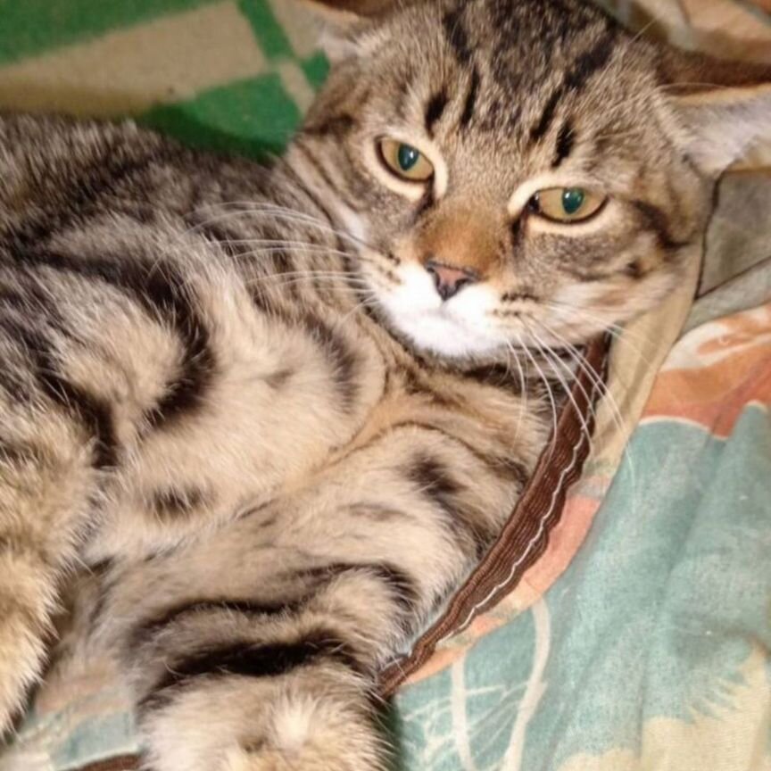 Котик в добрые руки