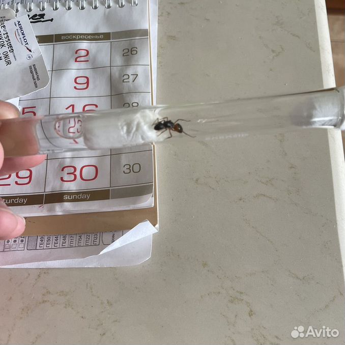 Муравьи Componotus fellah матка