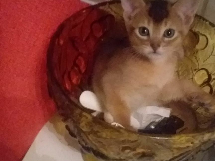 Абиссинский котик
