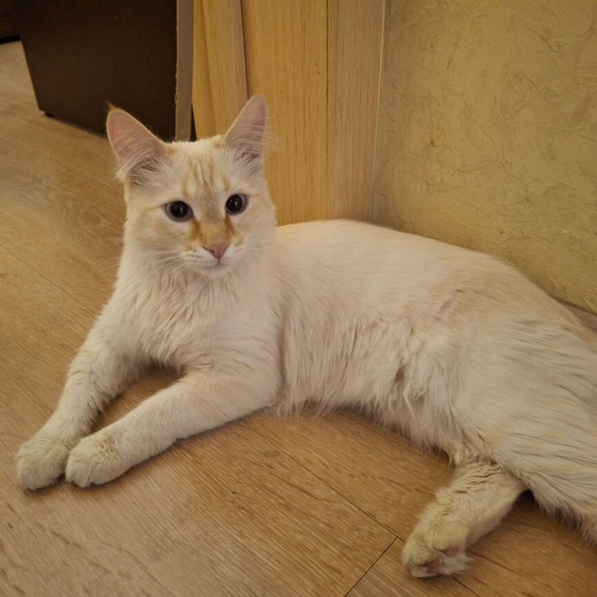Отдадим котика в добрые руки