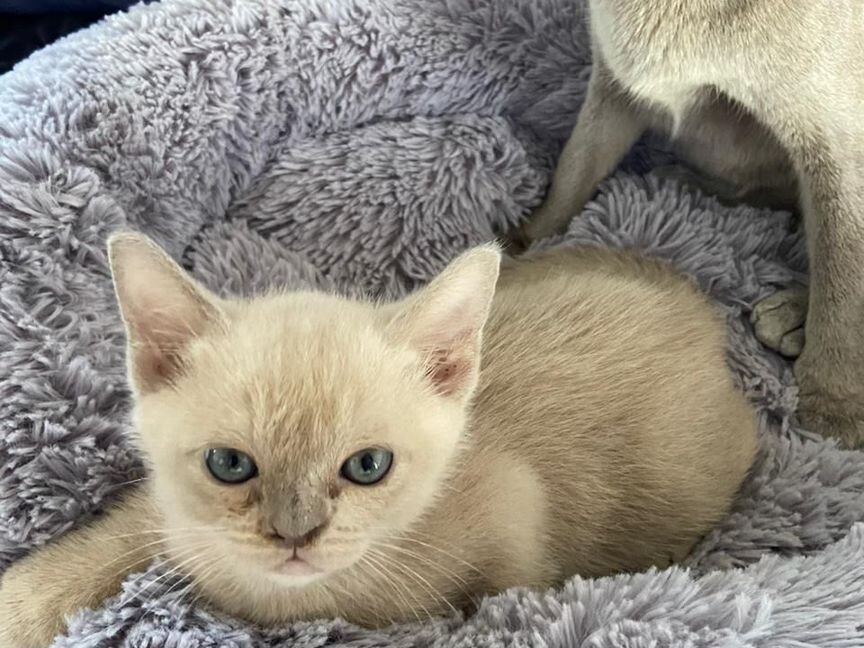 Котенок бурманский