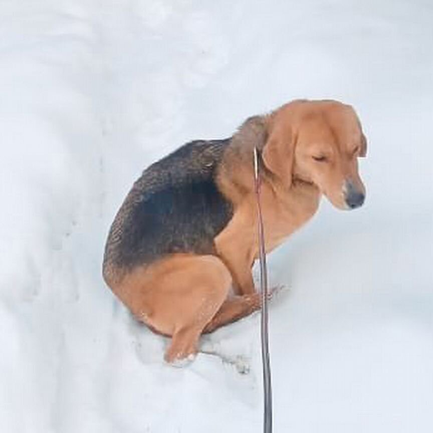 Собаки