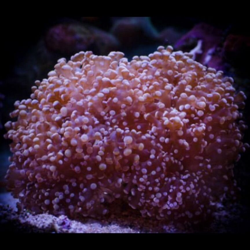 Морские кораллы (эуфилия розовая икра)
