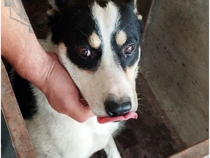 Собаки желают найти семью и дом) Бесплатно