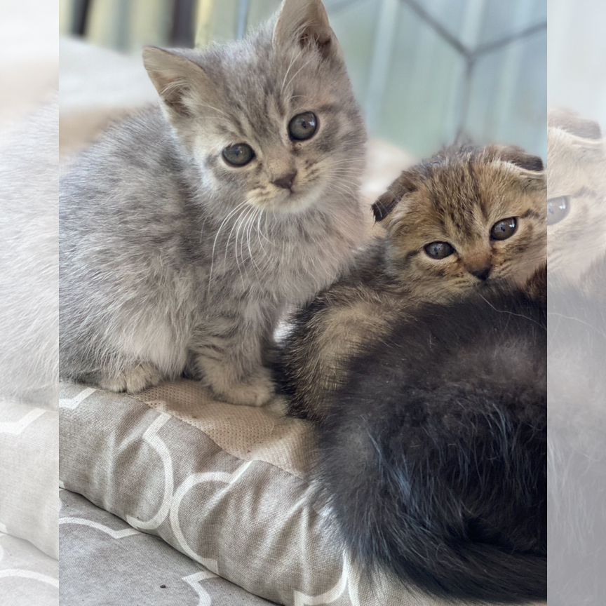 Шотландский вислоухий короткошёрстный котёнок
