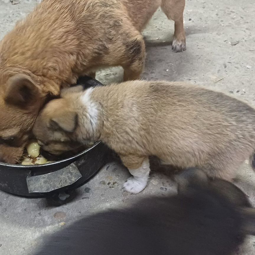 Щенок в добрые руки