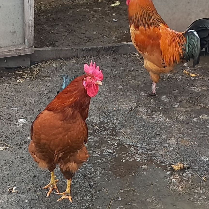 Молодые петухи