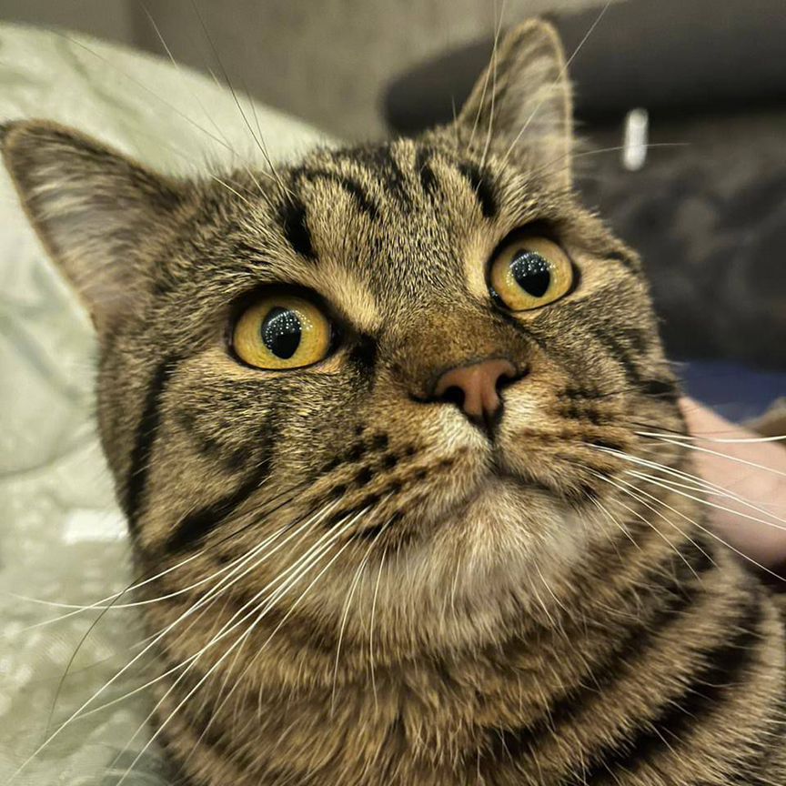 Отдам котика