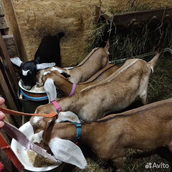 Нубийские козочки