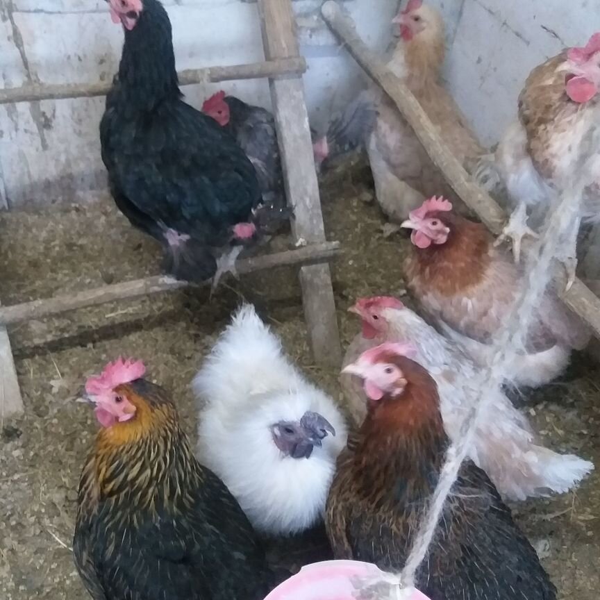 Куры несушки