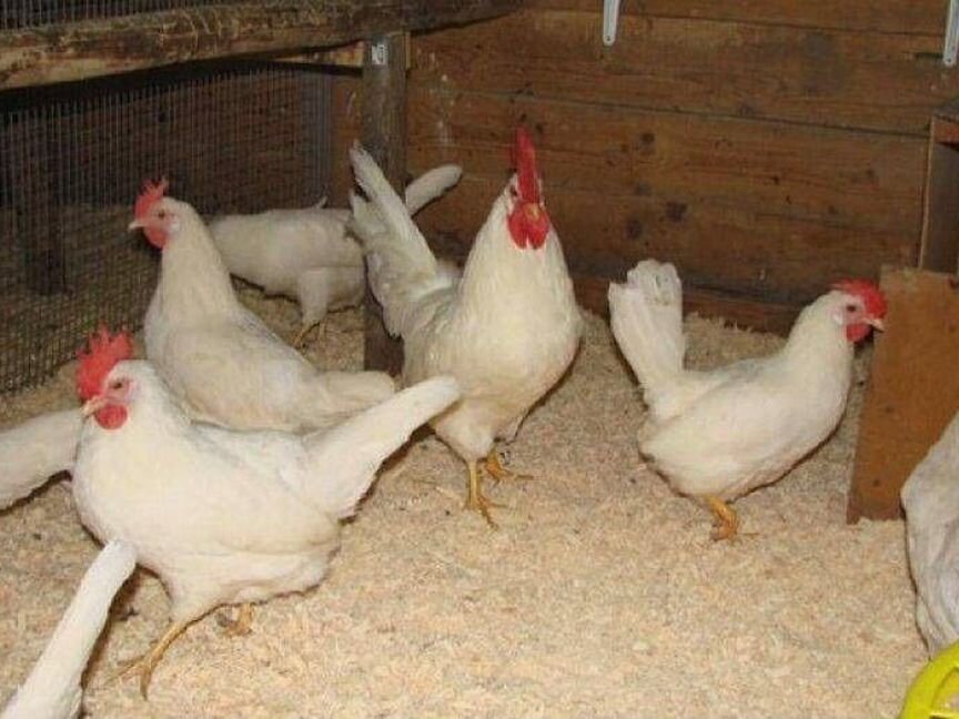 Инкубационное яйцо Мини- леггорна