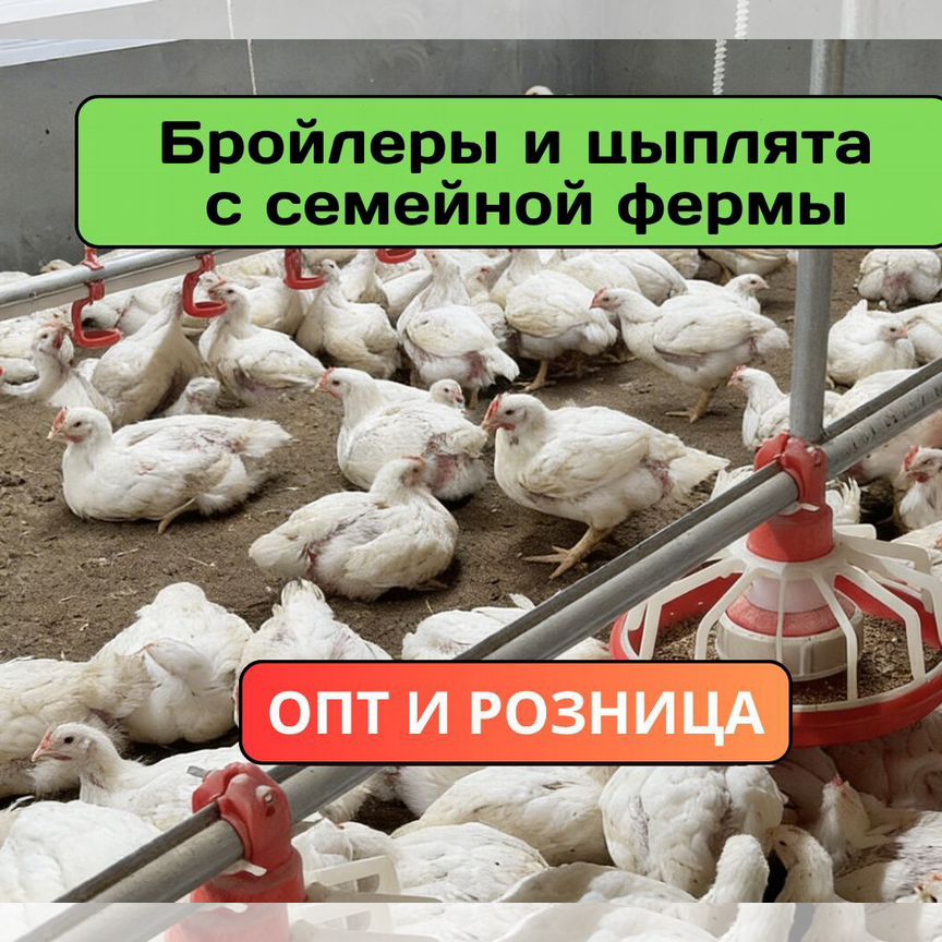 Куры бройлеры, живым весом домашние
