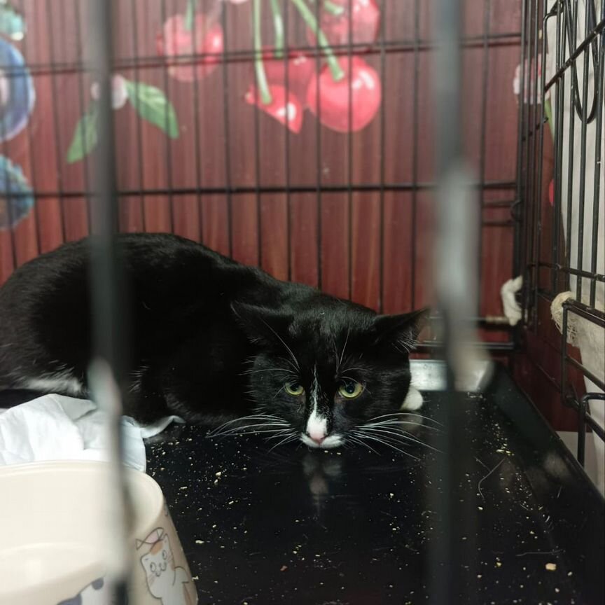 Пристраивается кот в добрые руки