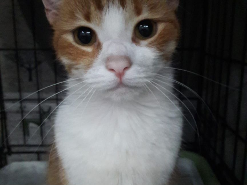 Кошка ищет дом