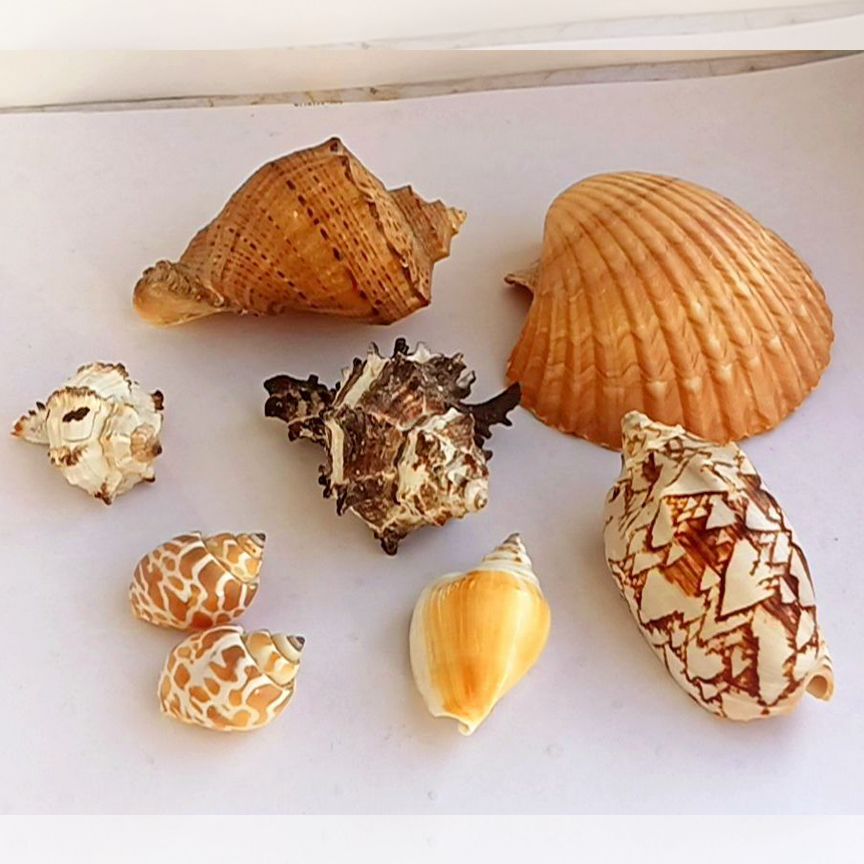 Ракушки морские