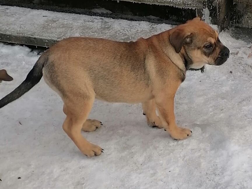 Ка де бо