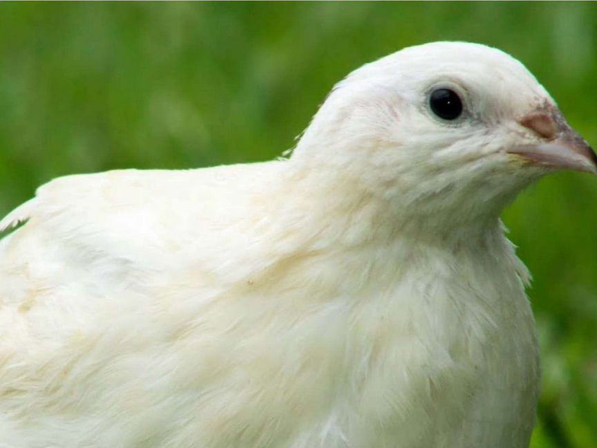 Перепела продажа