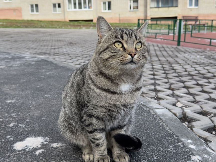 Котик ищет добрых мам и пап