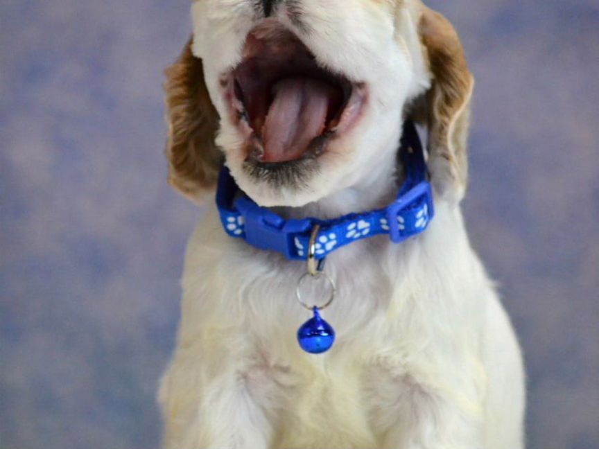 Мальчик амкокера синий ошейник