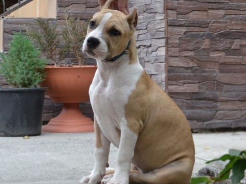 Щенок Стаффордширский терьер девочка 4 месяца