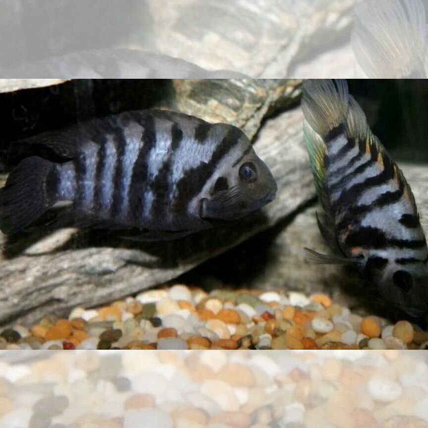 Аквариумные рыбки