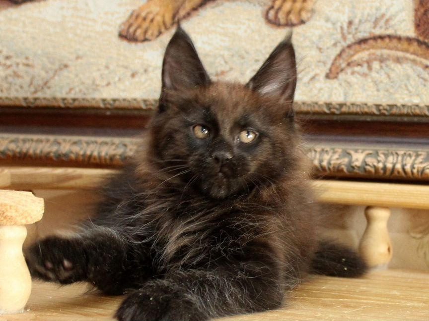 Чудесная кошечка мейн кун