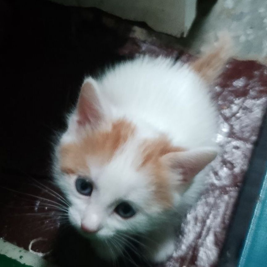 Котята в добрые руки что бы прижились