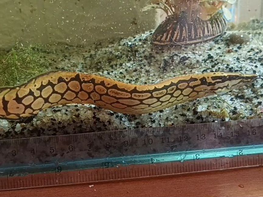 Мастоцембел арматус