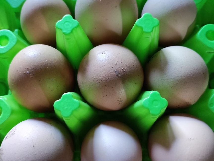 Инкубационное яйцо кур несушек