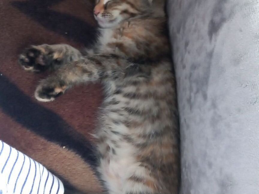 Кошка в дар