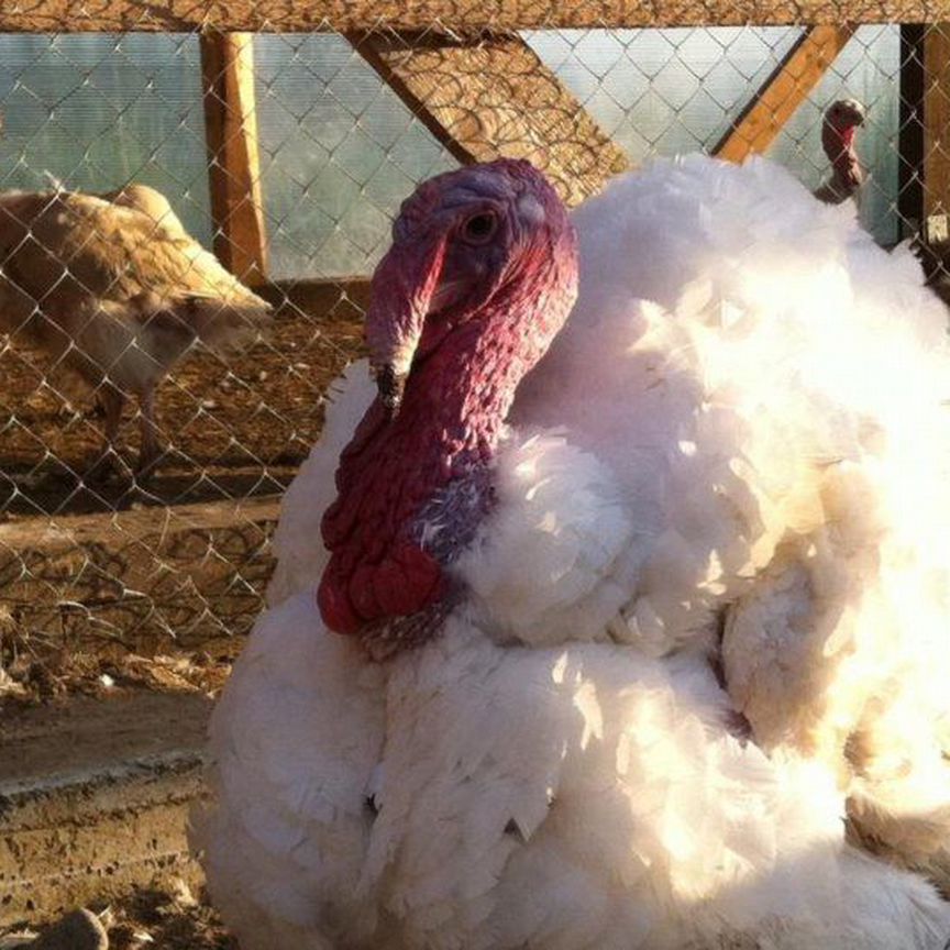 Мясо индюка, яйцо домашнее