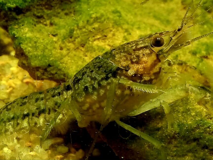 Аквариумные раки