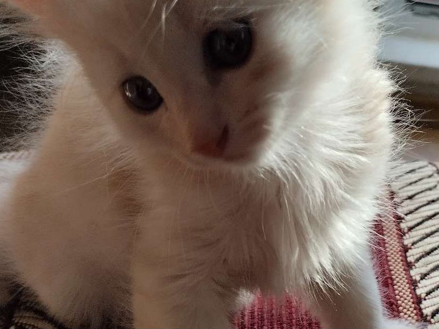 Милые умные котята