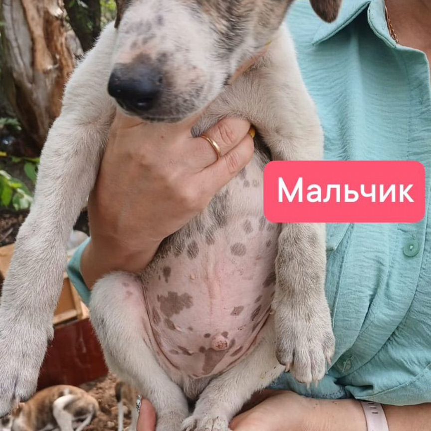 Животные в добрые руки бесплатно