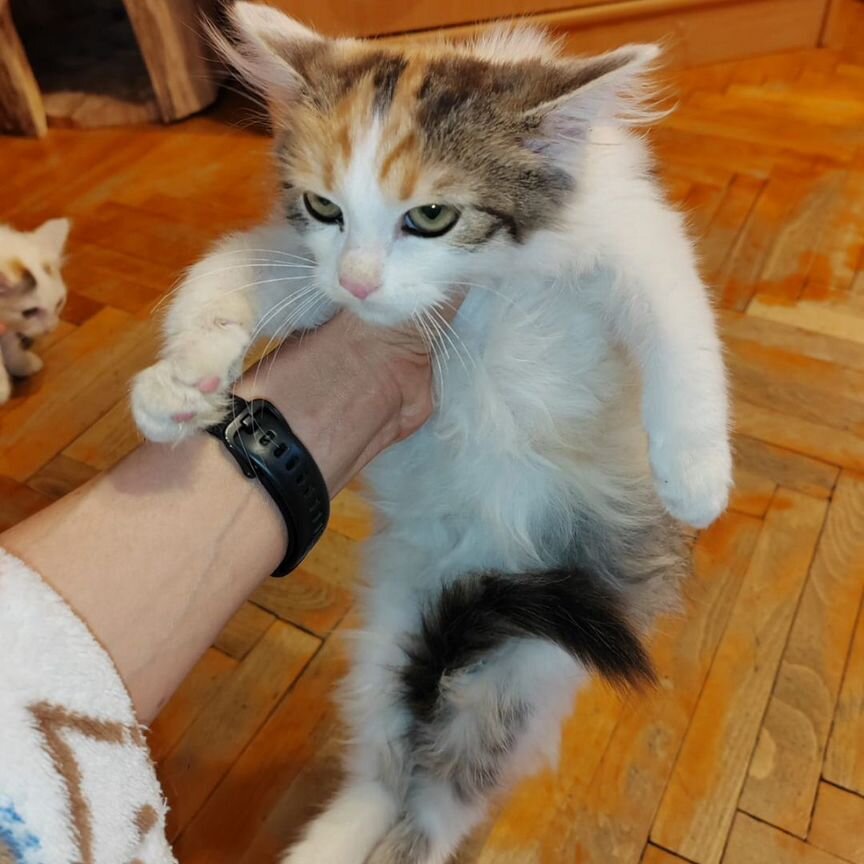 Котята в добрые руки приучены к лотку