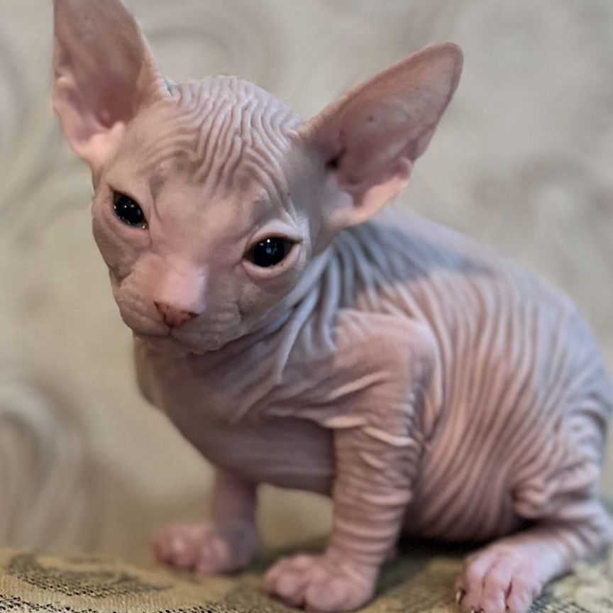 Донской сфинкс котёнок