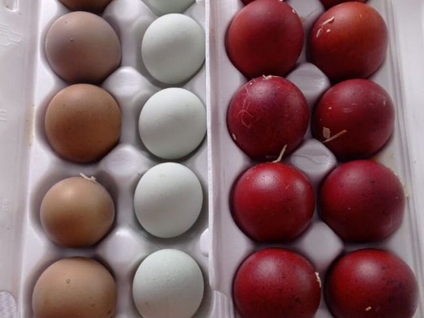 Инкубационное яйцо марана