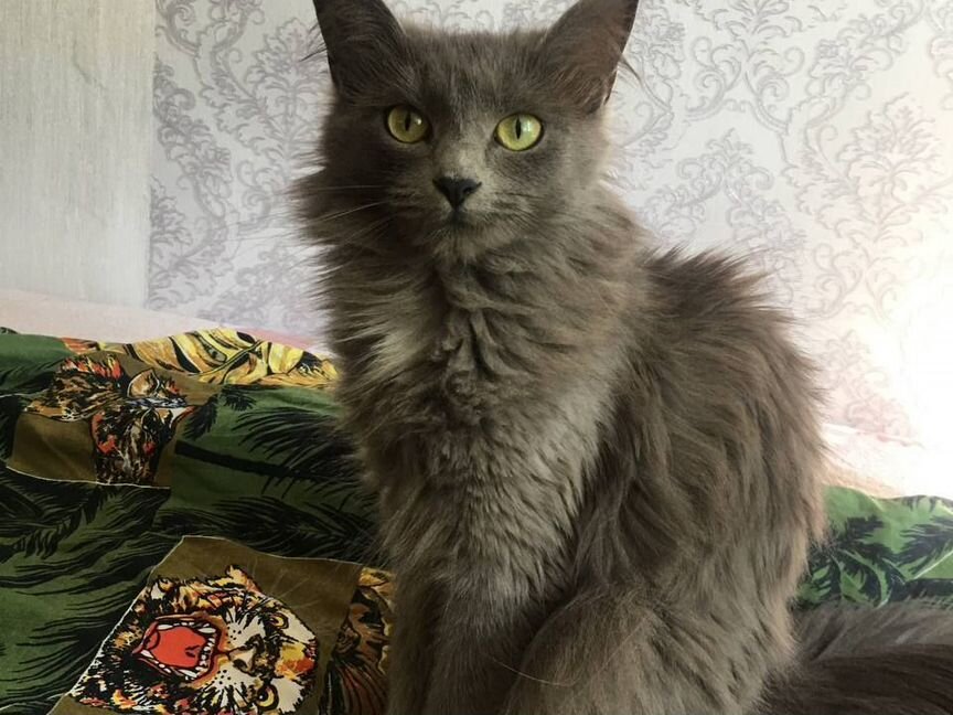 Кошка