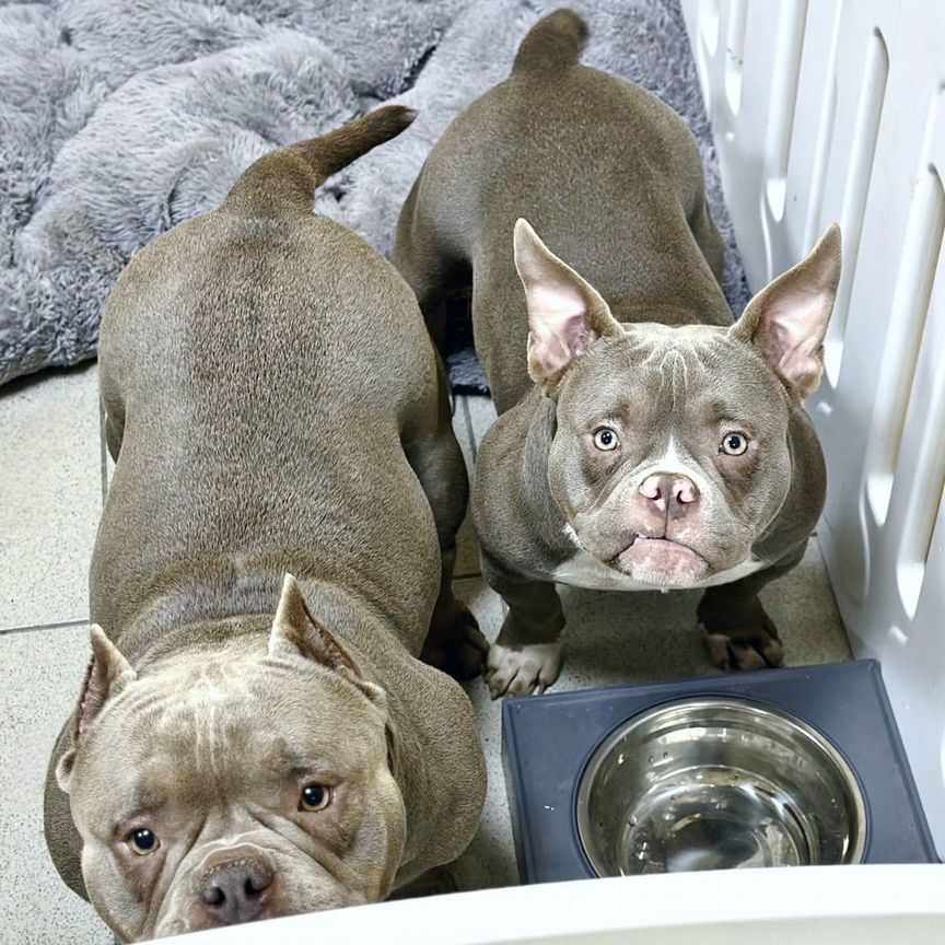 Американский булли - В Добрые руки