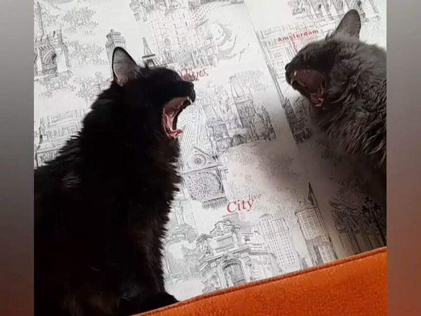 Котики бесплатно в добрые руки