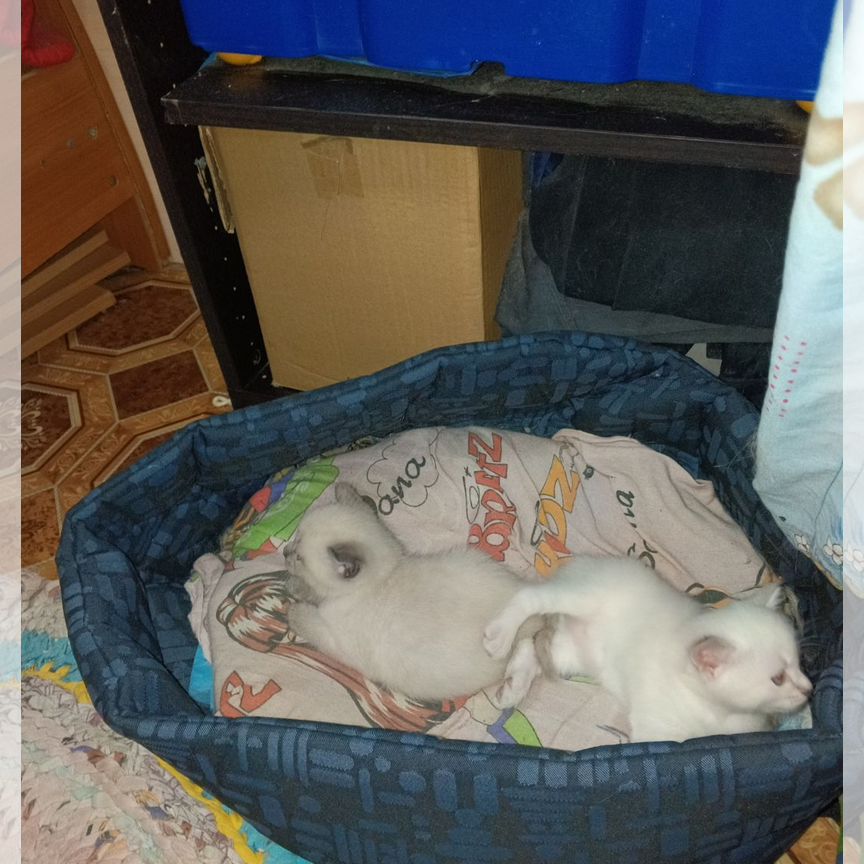 Котята в добрые руки бесплатно
