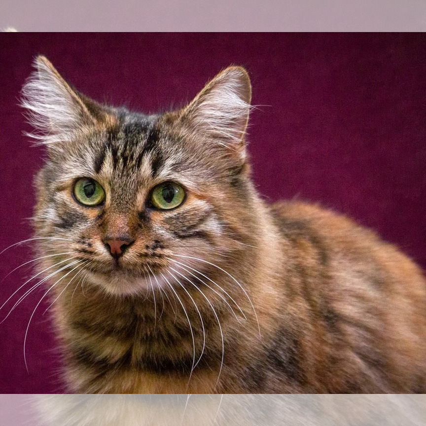 Взрослая кошка в добрые руки