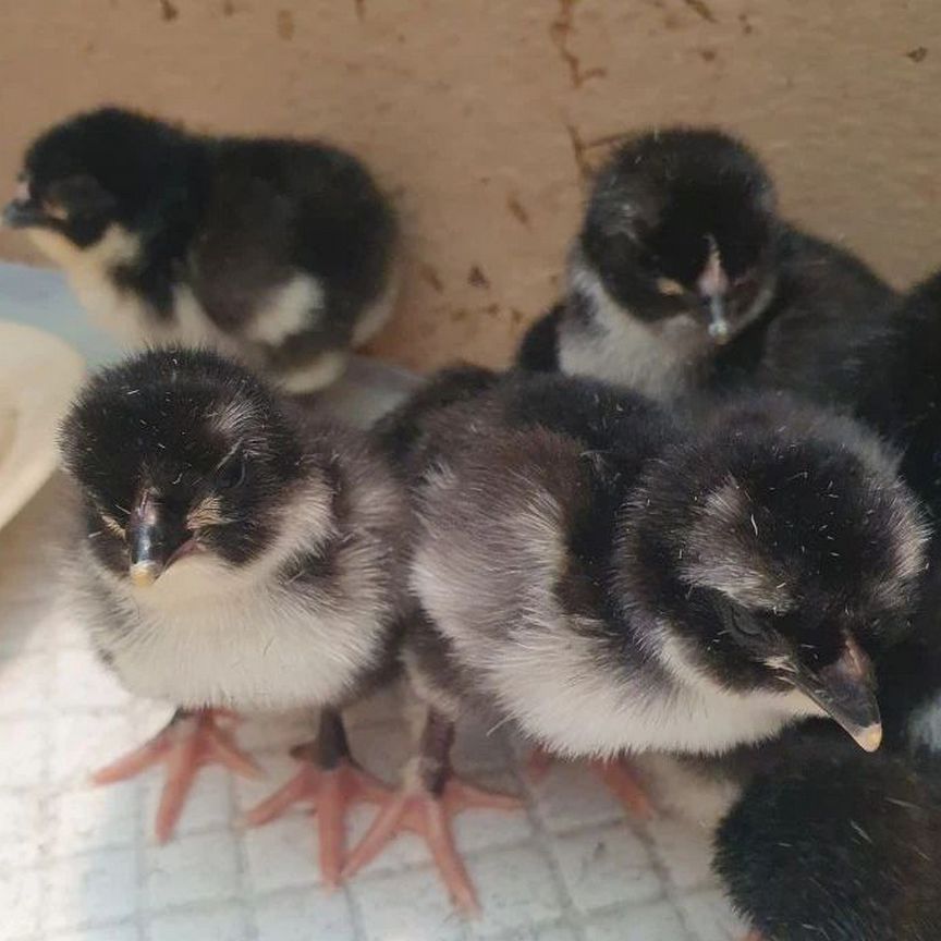 Инкубационное яйцо джерсийский гигант