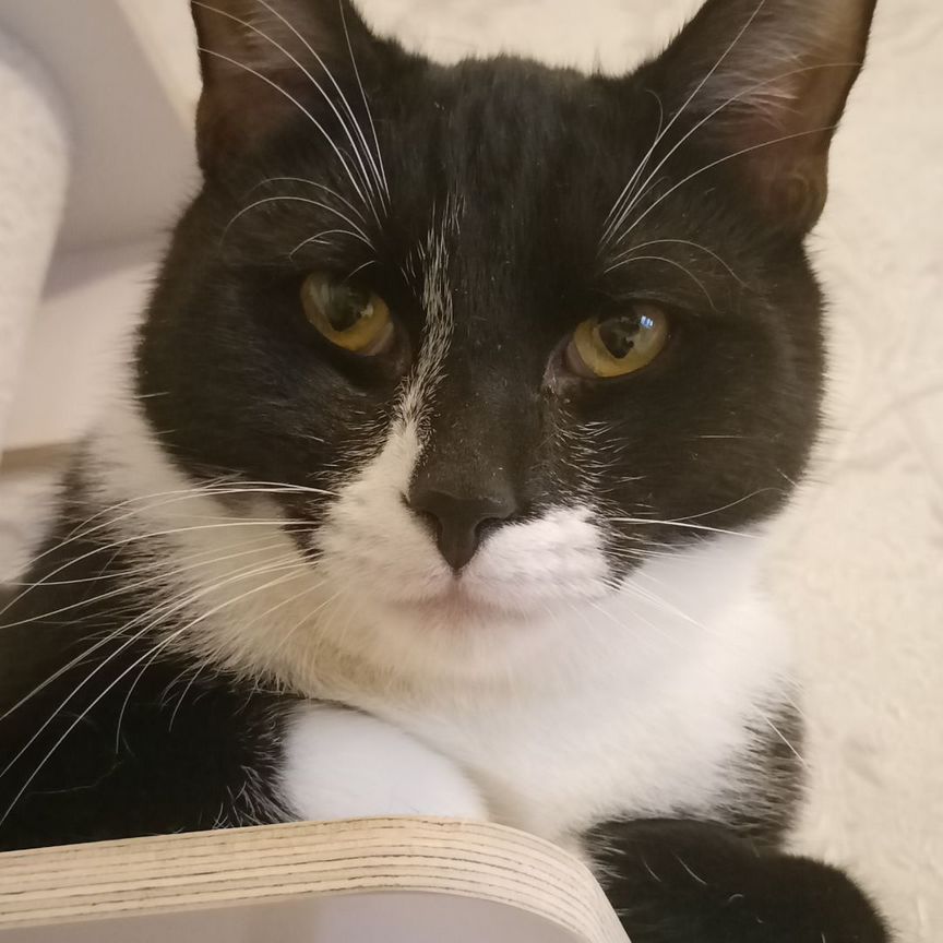 Которебенок в поиске счатья