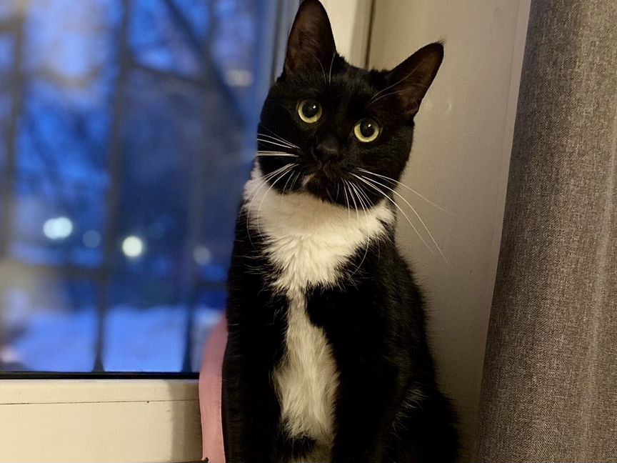 Кошечка Маняша в добрые руки