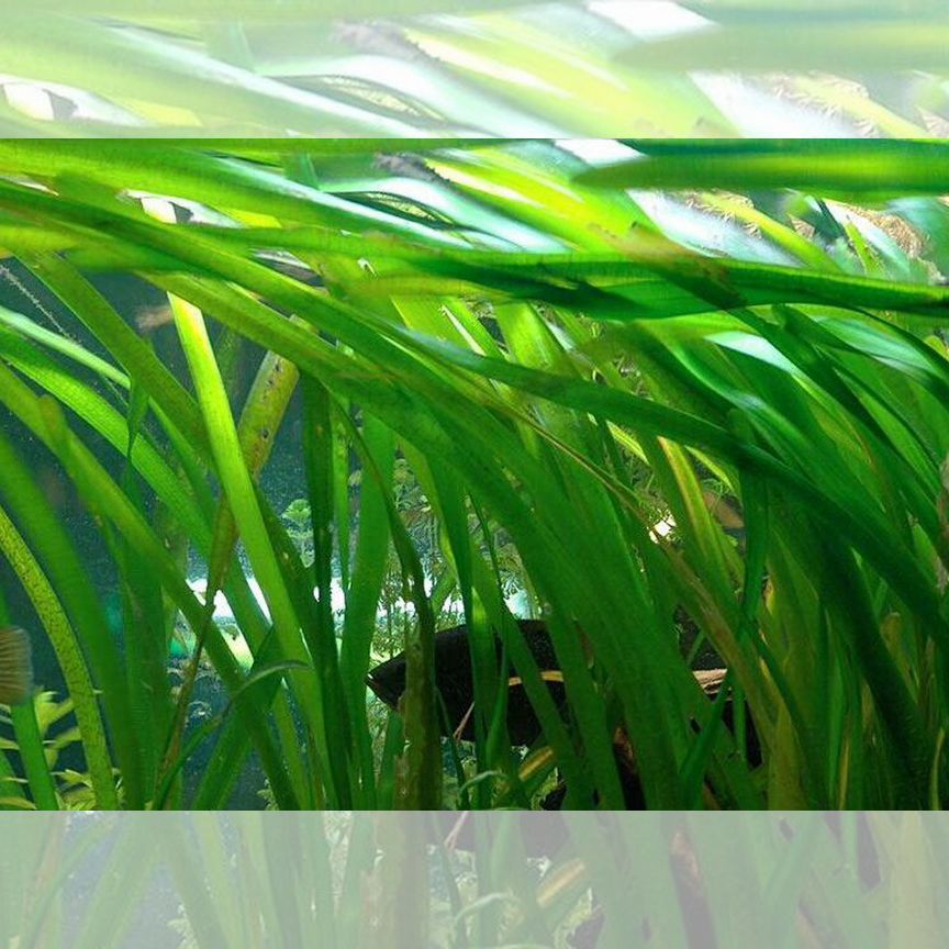 Гигантская валлиснерия